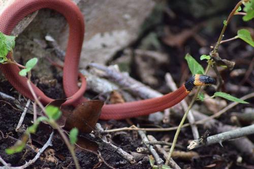 Red Coffee Snake (Ninia sebae) - Snakes and Lizards