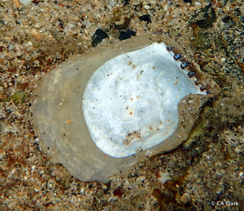 Purse Oysters (Genus Isognomon) · iNaturalist