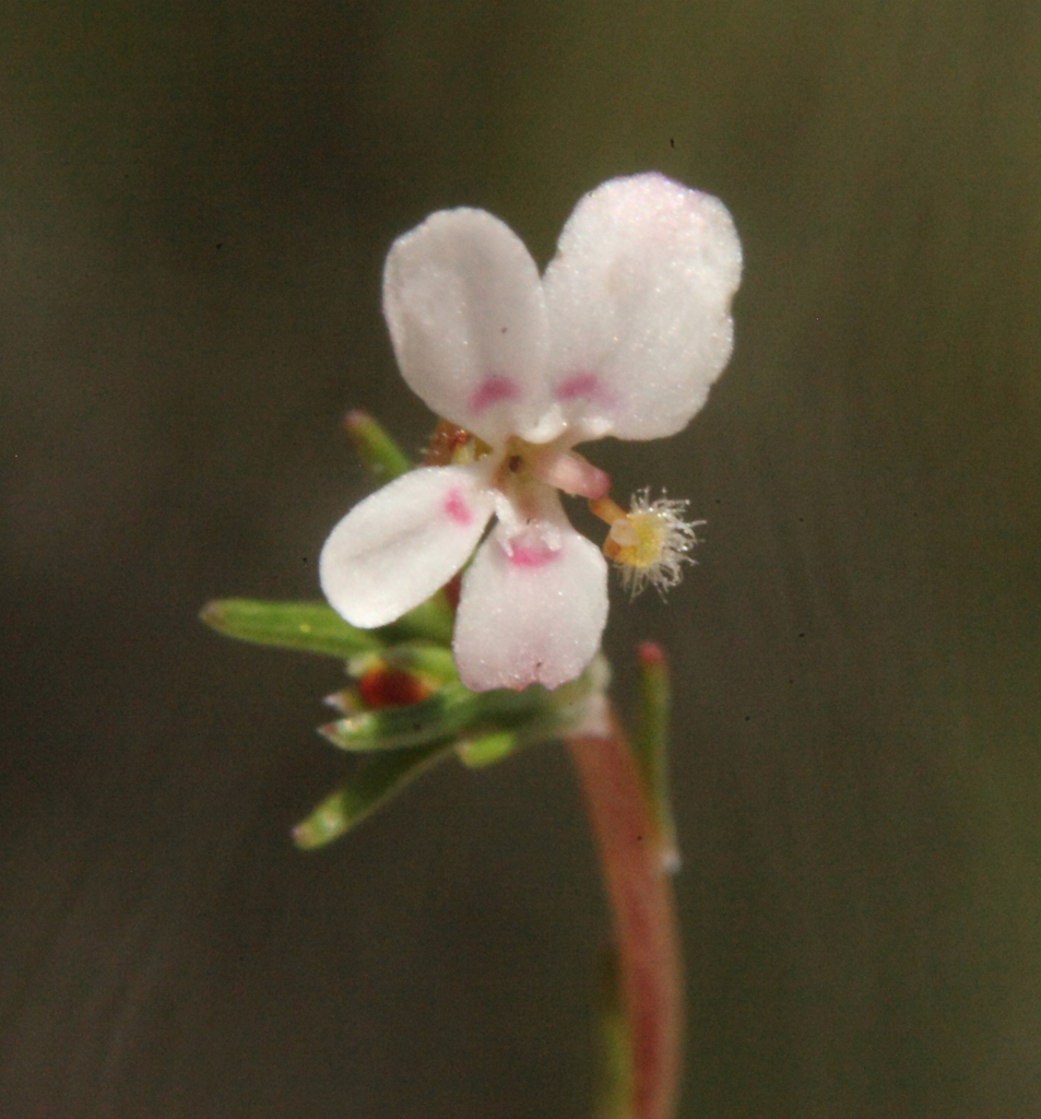 Matted Triggerplant from Scott River WA 6288, Australia on November 6 ...
