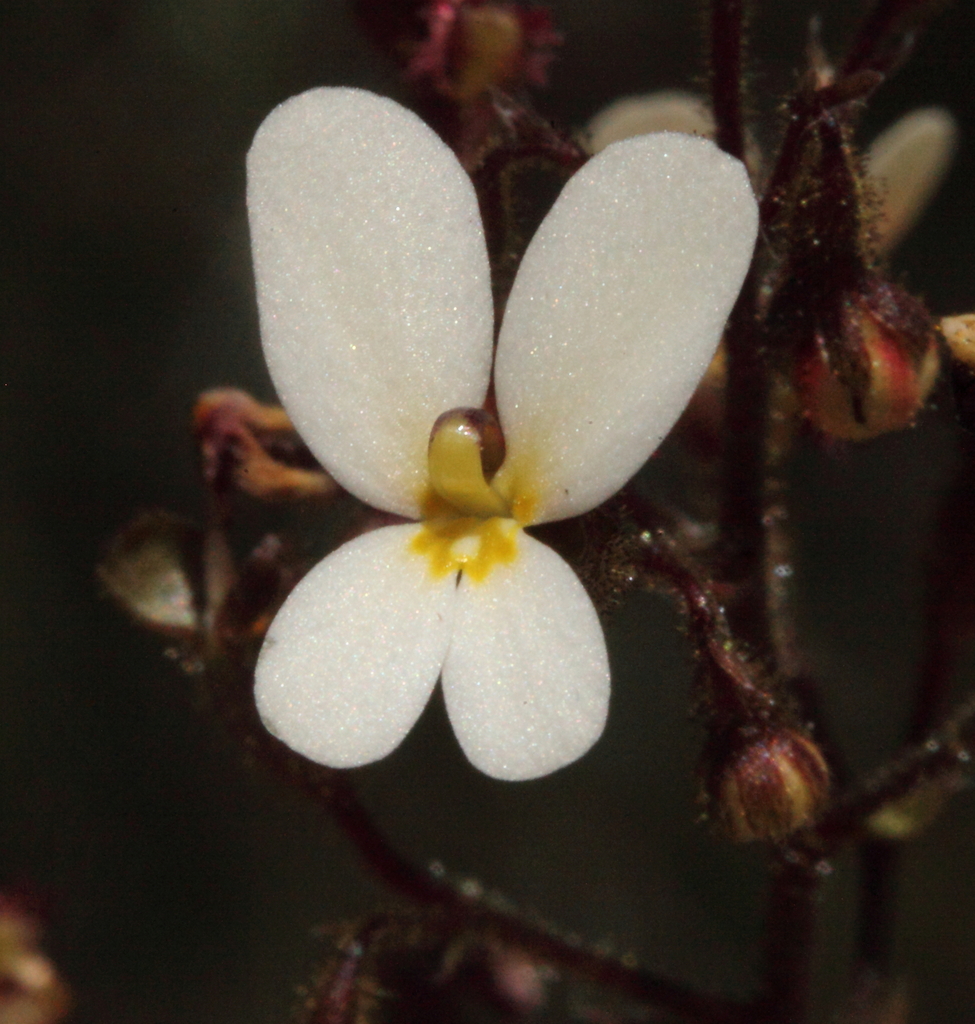 Common Butterfly Triggerplant from Scott River WA 6288, Australia on ...