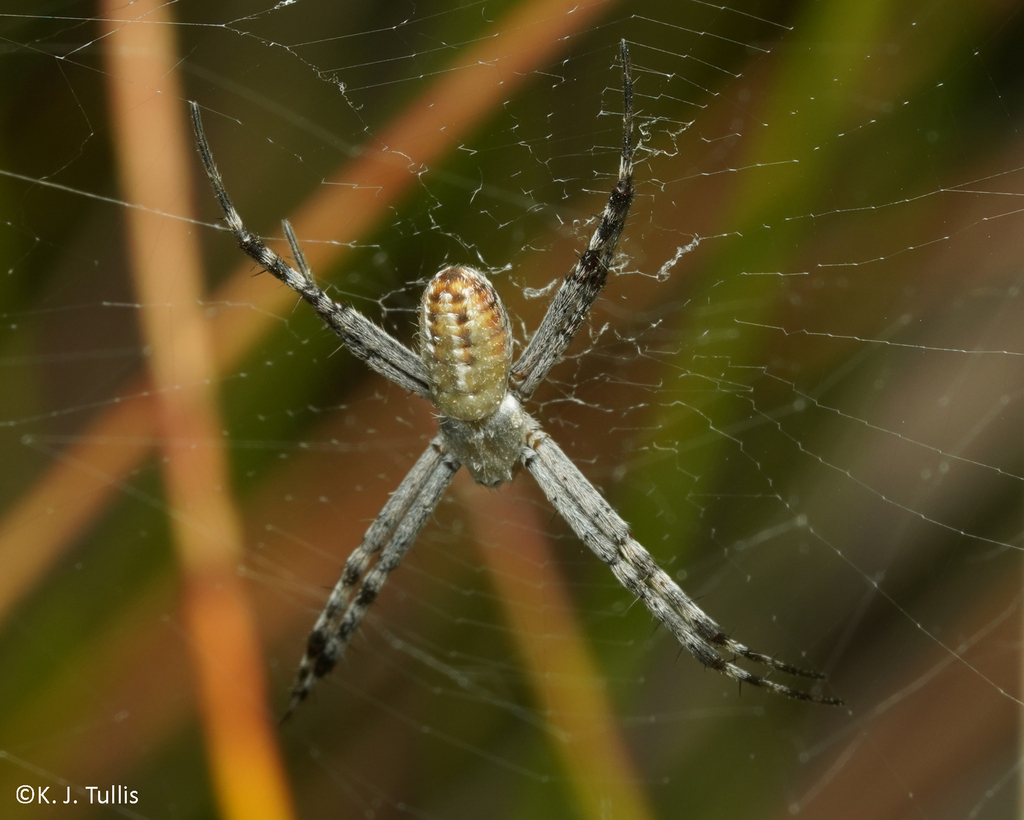 Banded Garden Spider from Perth WA, Australia on February 22, 2025 at ...