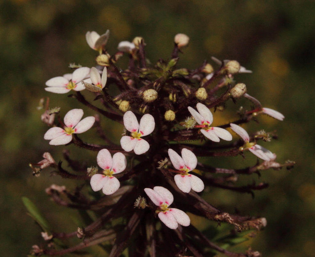 Black-beaked Triggerplant from Augusta WA 6290, Australia on November ...
