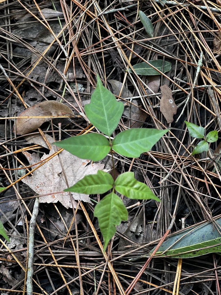eastern poison ivy in January 2025 by Leslie. Contains three leaflets ...