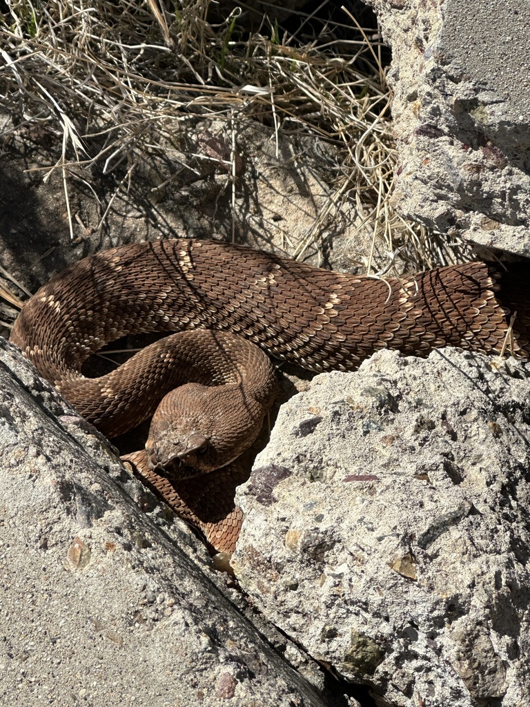 Red Diamond Rattlesnake from Mission Trails Regional Park, San Diego ...