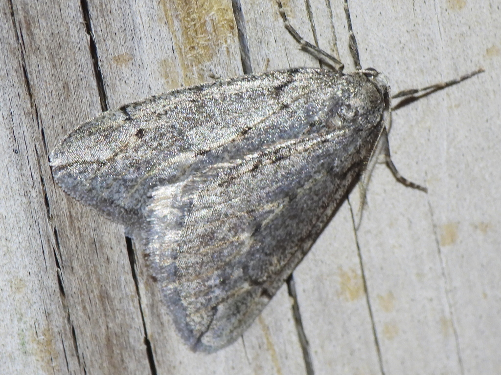 Spring Cankerworm Moth from Harmony Hills, Fort Worth, TX, USA on ...