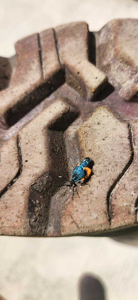 Australian bag moth from Hamilton, NZ-WK, NZ on February 27, 2025 at 03 ...