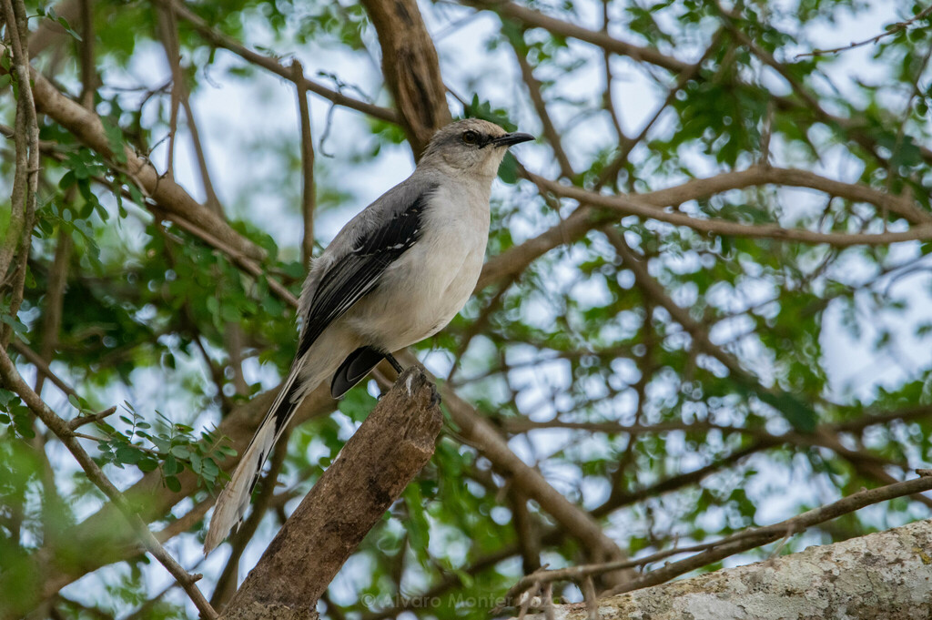 Tropical Mockingbird from Hopelchén, Camp., México on February 15, 2025 ...