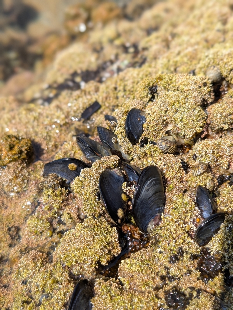 Black Mussels from Eden NSW 2551, Australia on February 27, 2025 at 12: ...
