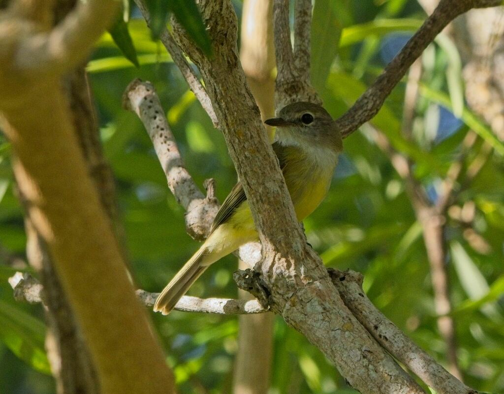 Top End Lemon-bellied Flyrobin from Darwin NT, Australia on February 26 ...