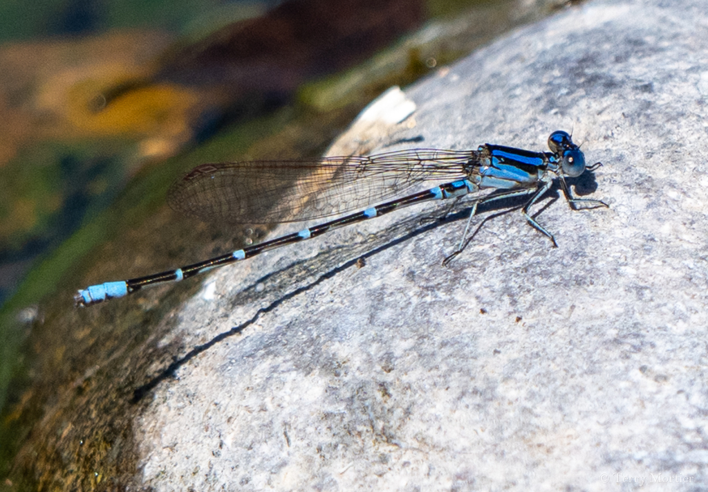Blue-ringed Dancer from Mission, TX, USA on February 26, 2025 at 02:30 PM by Terry Mortier ...