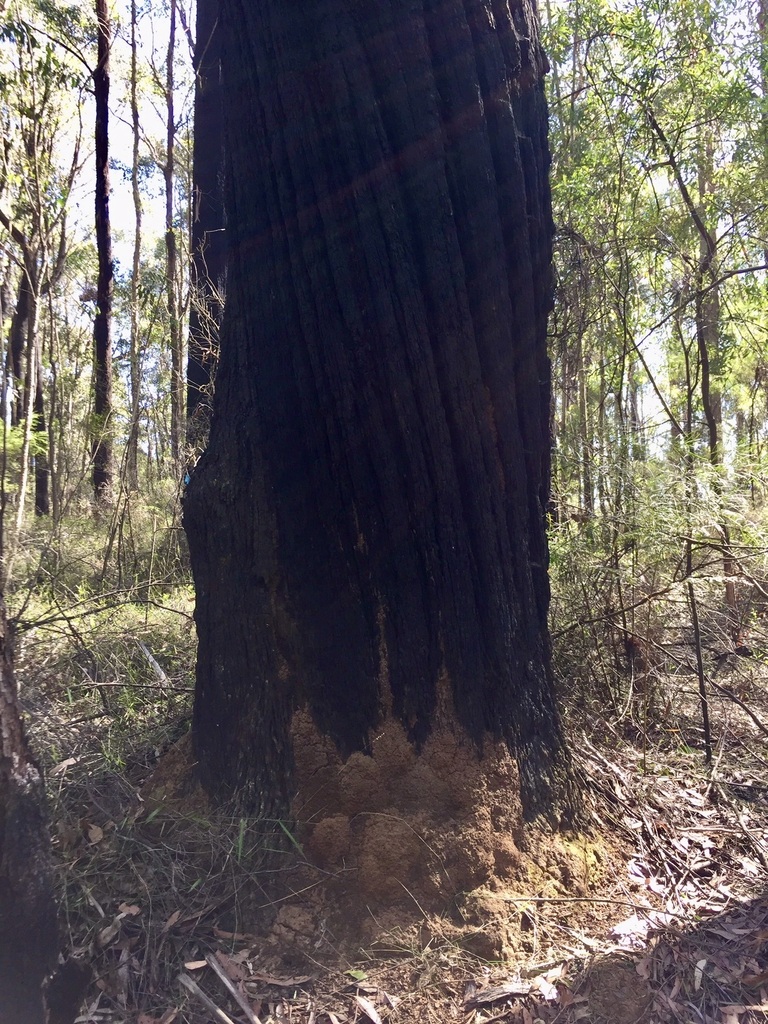 Silvertop Ash from Boola VIC 3825, Australia on February 25, 2025 at 10 ...