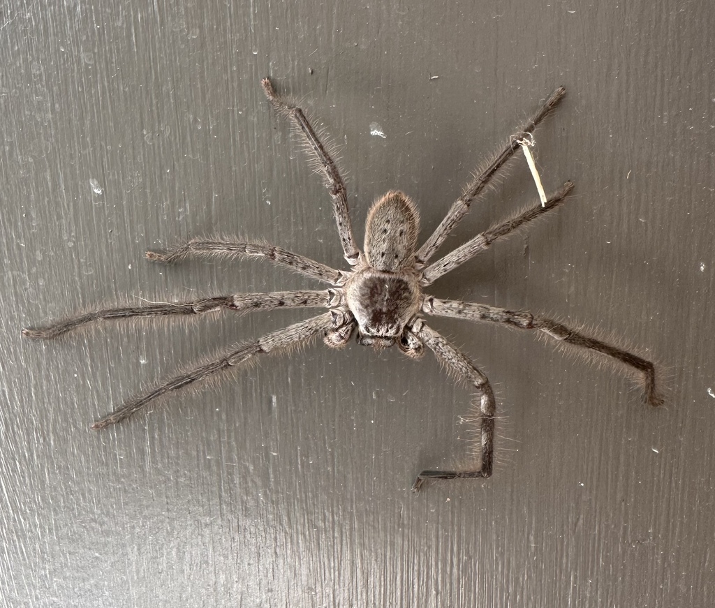 Mountain Huntsman from Meadowview La, Emerald, VIC, AU on February 27 ...