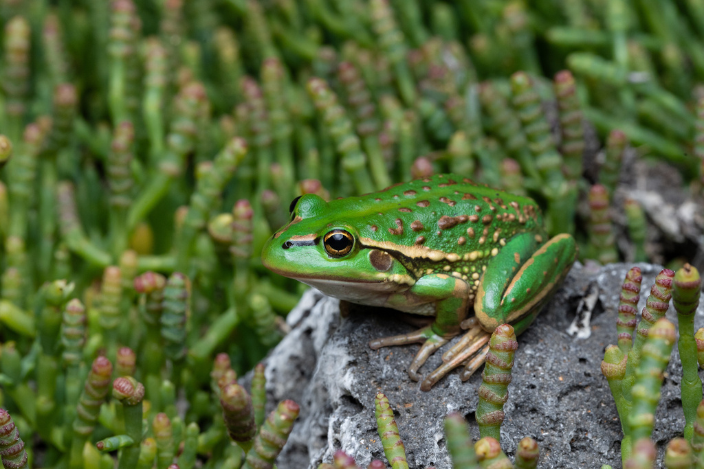 Southern Bell Frog from T-Section Outer Rd, Point Wilson, VIC, AU on ...