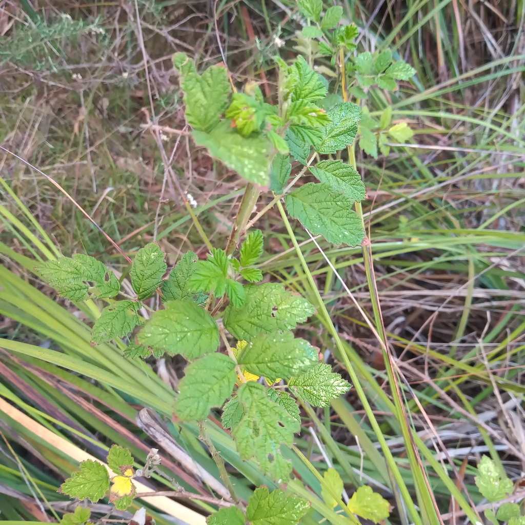 small-leaf bramble from Lysterfield VIC 3156, Australia on February 24 ...