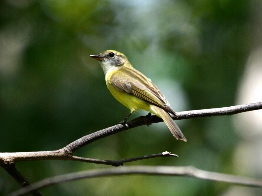 Lemon-bellied Flyrobin from Adelaide River NT 0846, Australia on April ...