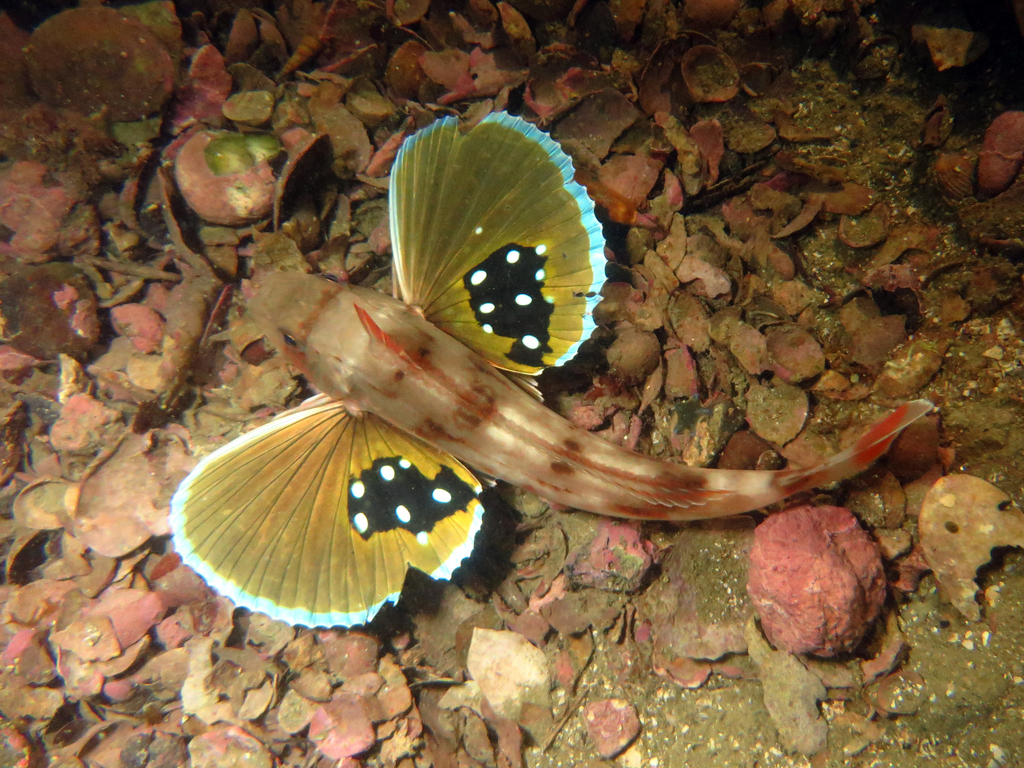Red Gurnard (Fishes of Port Phillip Bay, Victoria) · iNaturalist