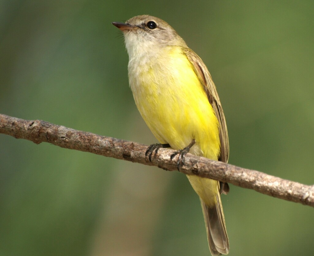 Lemon-bellied Flyrobin from Gibb WA 6743, Australia on July 8, 2010 at ...