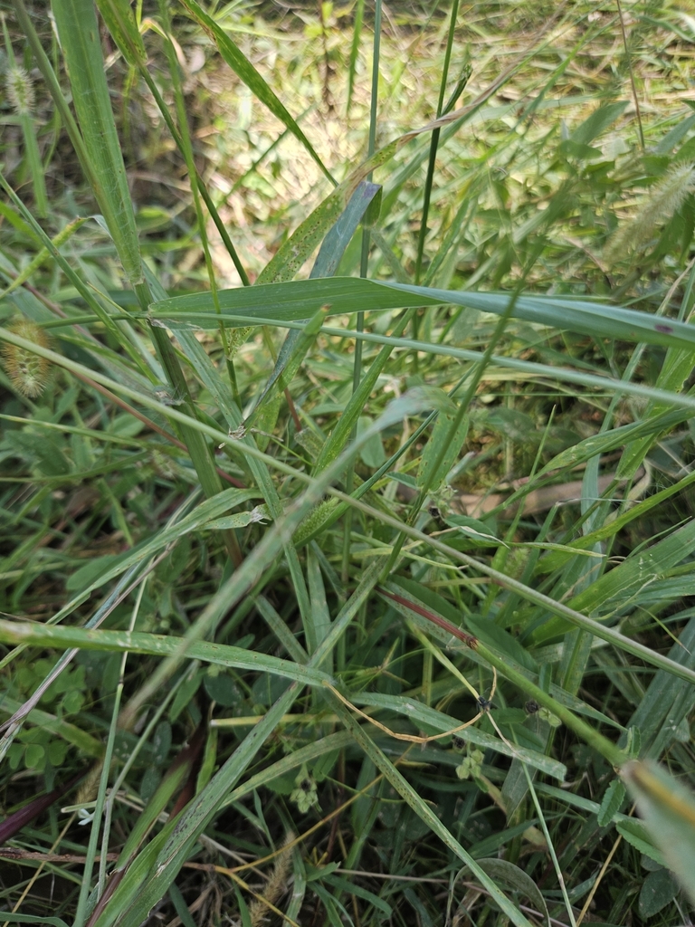 foxtails and bristlegrasses in February 2025 by Scott van Barneveld ...