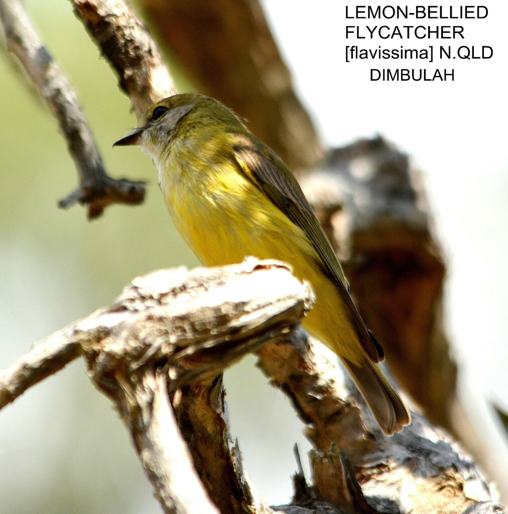 Lemon-bellied Flyrobin from Dimbulah QLD 4872, Australia on July 14 ...