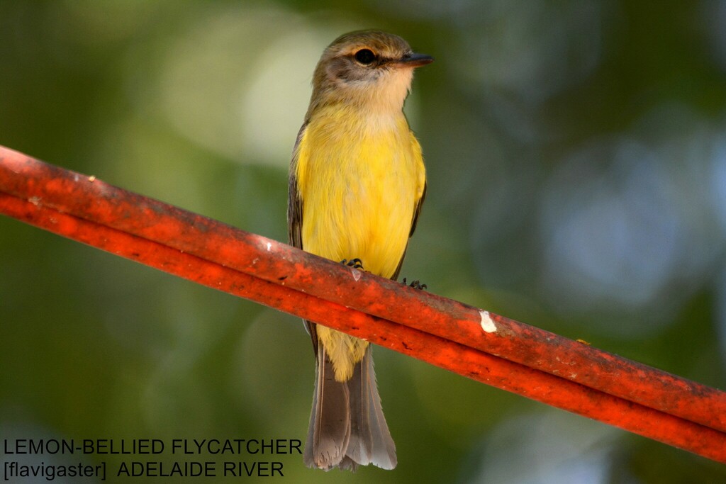 Lemon-bellied Flyrobin from Adelaide River NT 0846, Australia on ...