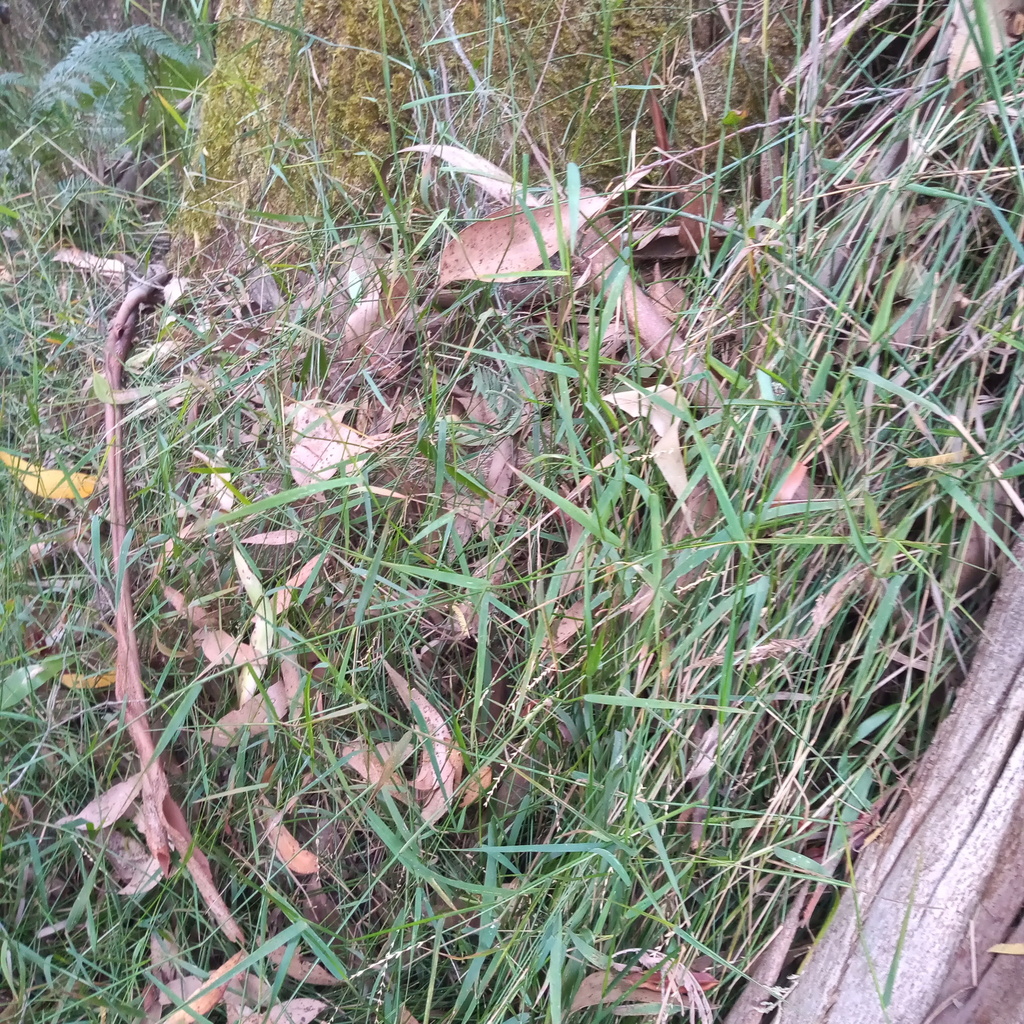 Forest Wire-grass from Melbourne VIC, Australia on February 26, 2025 at ...