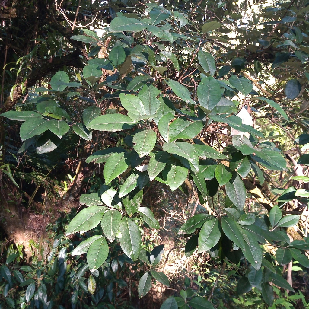 musk daisy-bush from Melbourne VIC, Australia on February 26, 2025 at ...