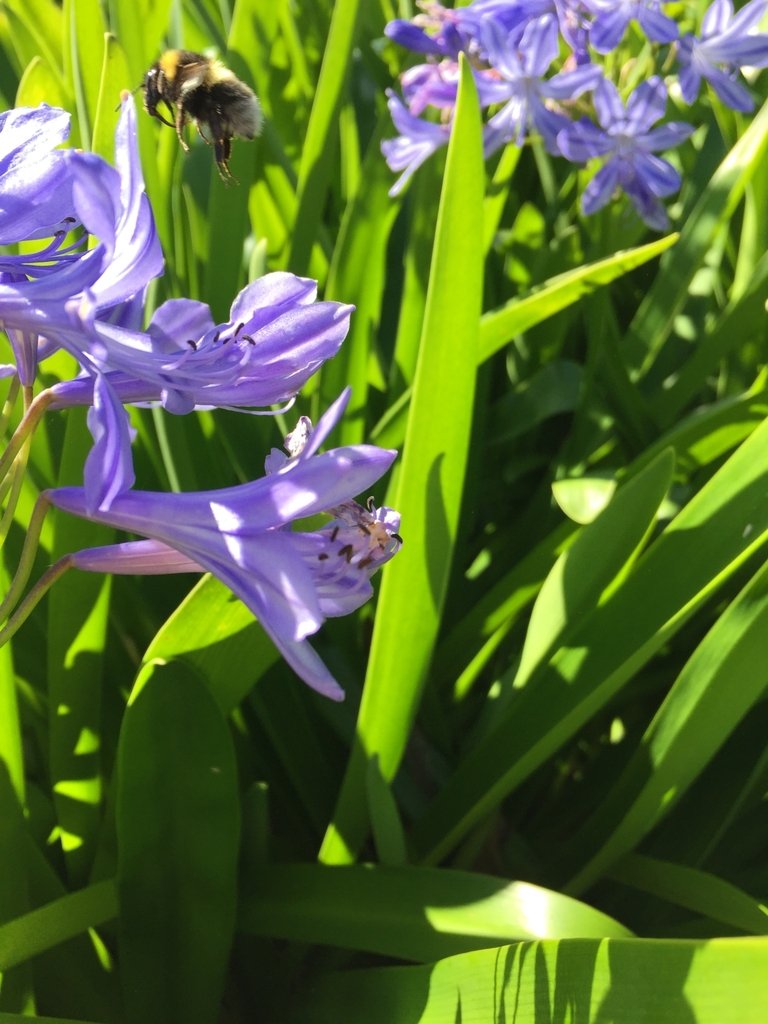 Bumble Bees from Diamond Harbour, New Zealand on February 20, 2022 at ...