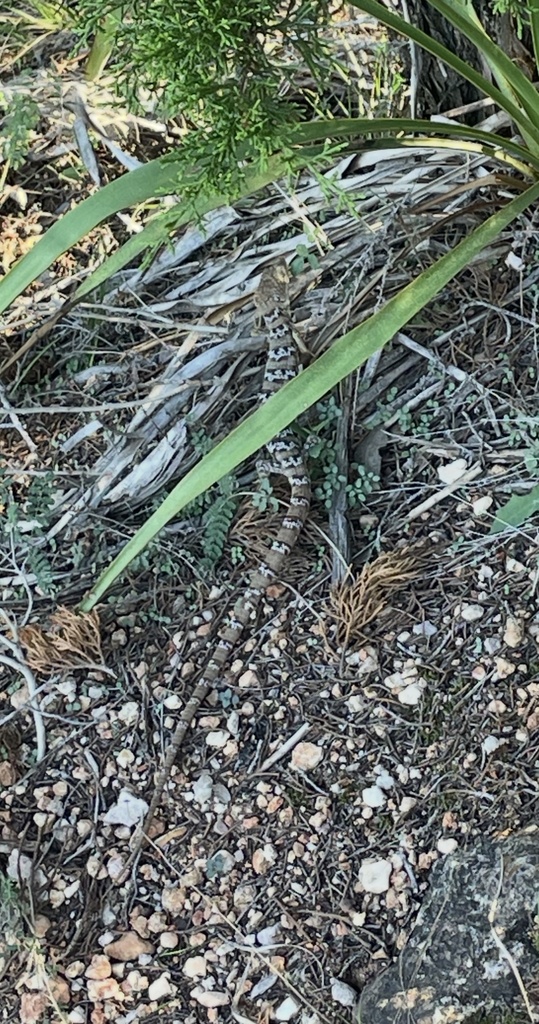Texas Alligator Lizard from Pedernales Falls State Park, Round Mountain ...