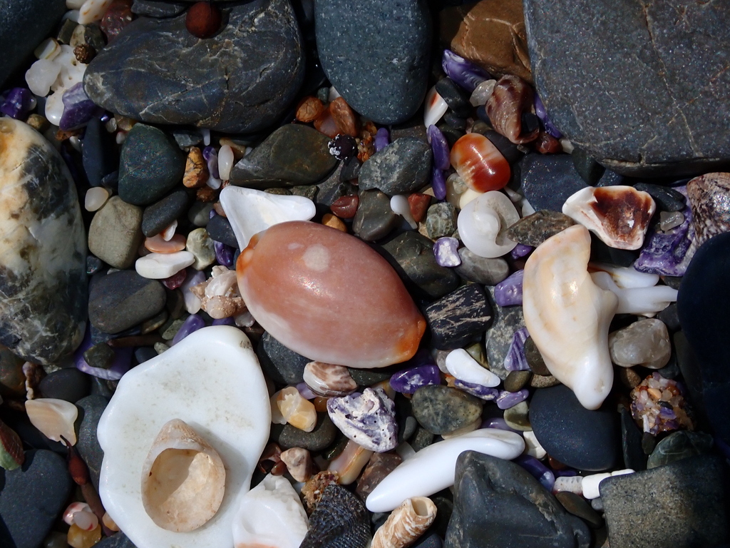 grape cowrie from Woolgoolga NSW 2456, Australia on February 27, 2025 ...