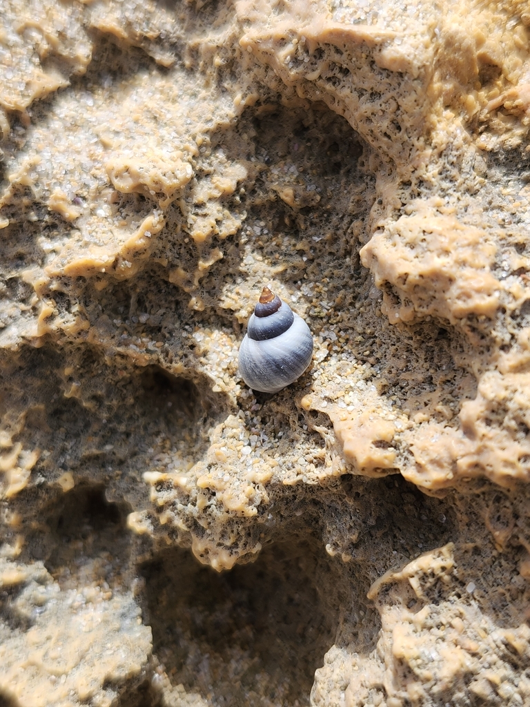 Little Blue Periwinkle from Bass Strait, Australia on February 20, 2025 ...