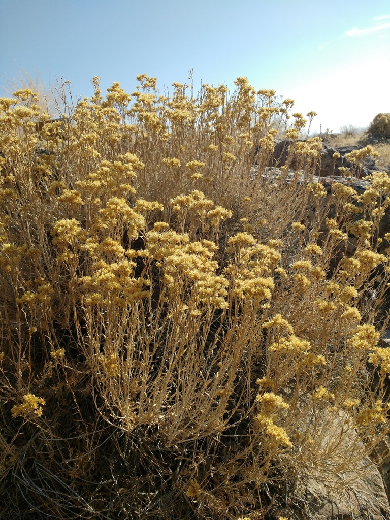Green rabbitbrush (CHVI8) (OCTC Flora Guide) · iNaturalist