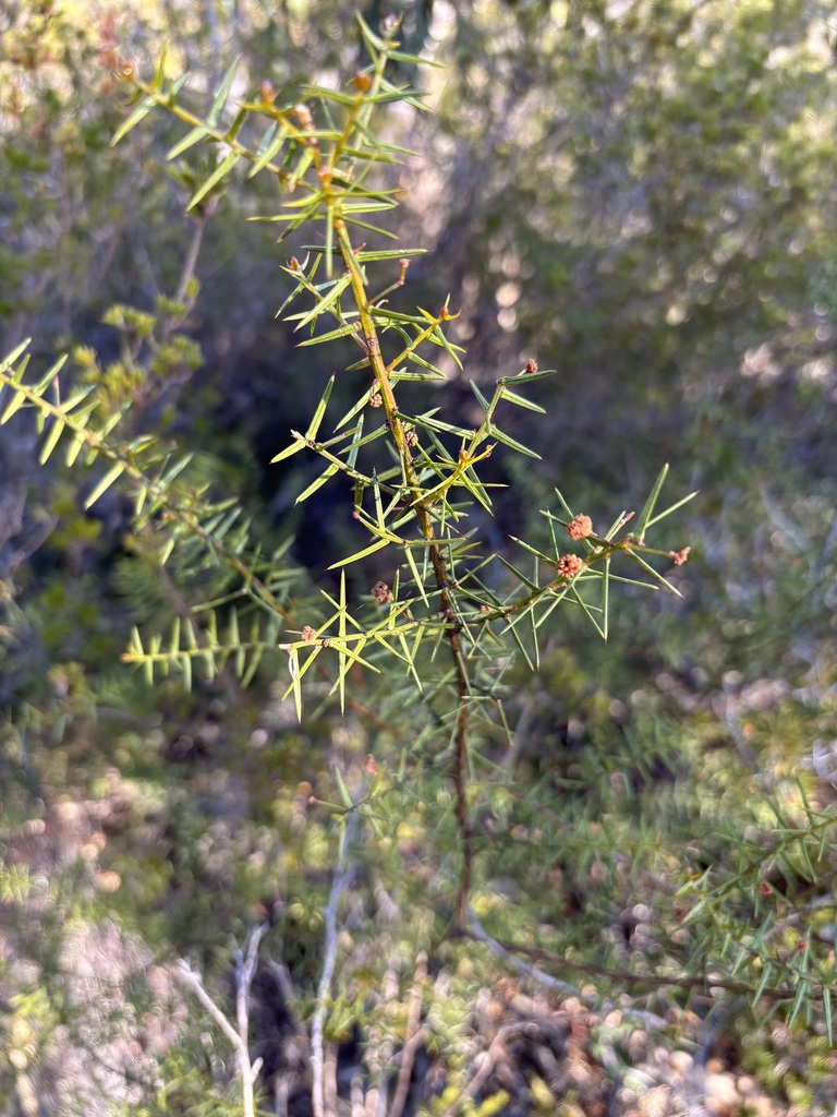 rock wattle from Arapiles VIC 3409, Australia on February 27, 2025 at ...