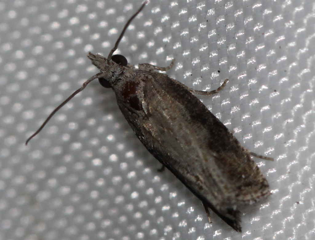 Bayberry Leaftier Moth from Miami-Dade County, FL, USA on February 27 ...