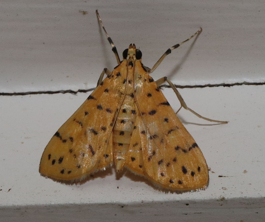 Yellow Peach Moth from Witta QLD 4552, Australia on February 26, 2025 ...