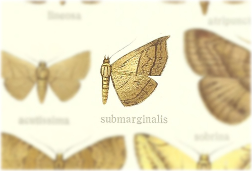 Hypopleurona submarginalis · iNaturalist