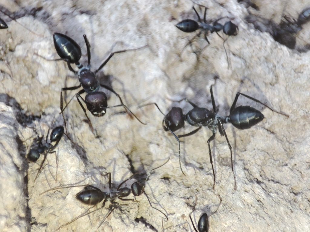Bicolor-group Sahara Ants in February 2025 by Luis Silva · iNaturalist