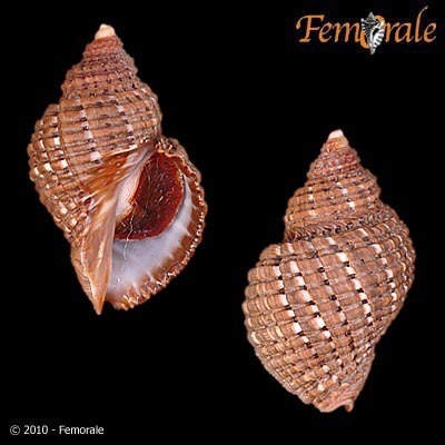 Genus Neothais · iNaturalist