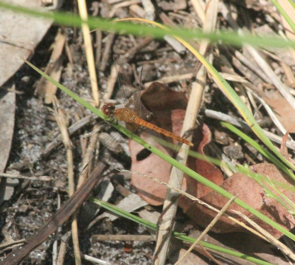 Pygmy Percher from Lake Innes NSW 2446, Australia on February 27, 2025 ...