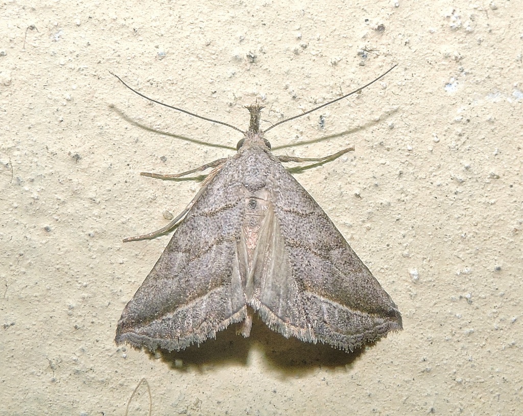 Britha from Durgapur on August 06, 2019 at 01:17 AM by Subhajit Roy ...