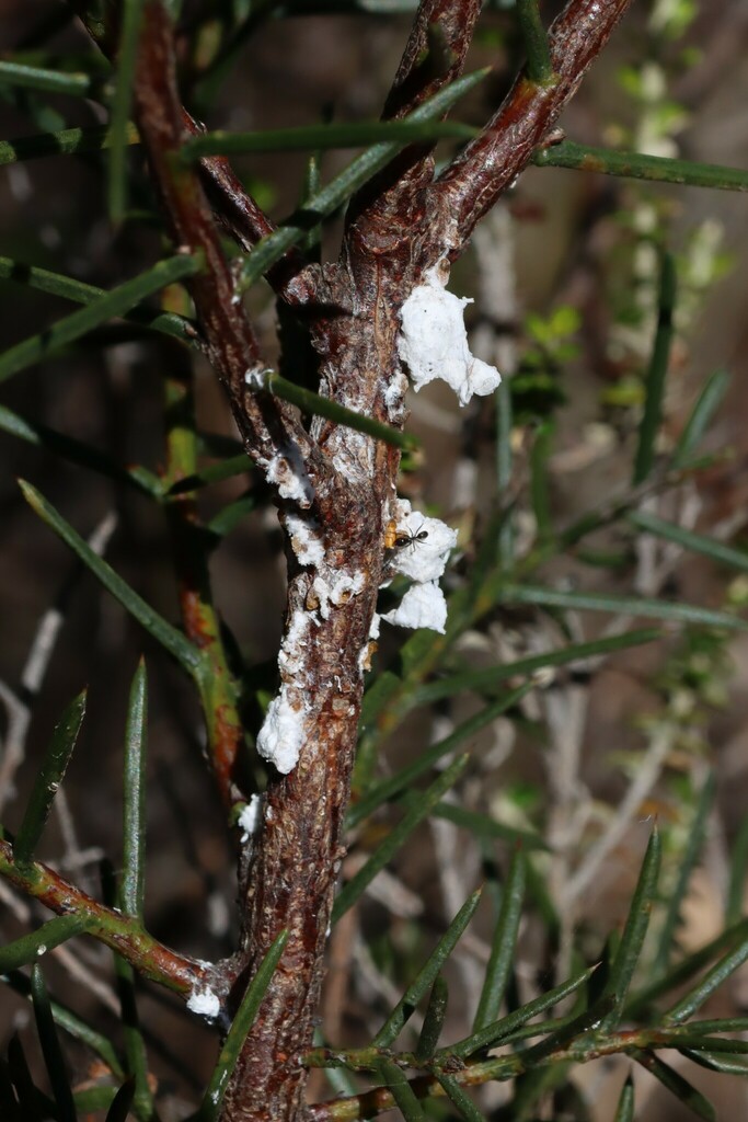 Scale Insects from Strathfieldsaye VIC 3551, Australia on October 12 ...
