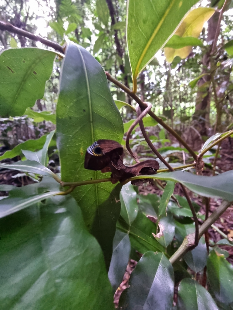 Southern Pink Underwing Moth in February 2025 by Milo. MCSR · iNaturalist