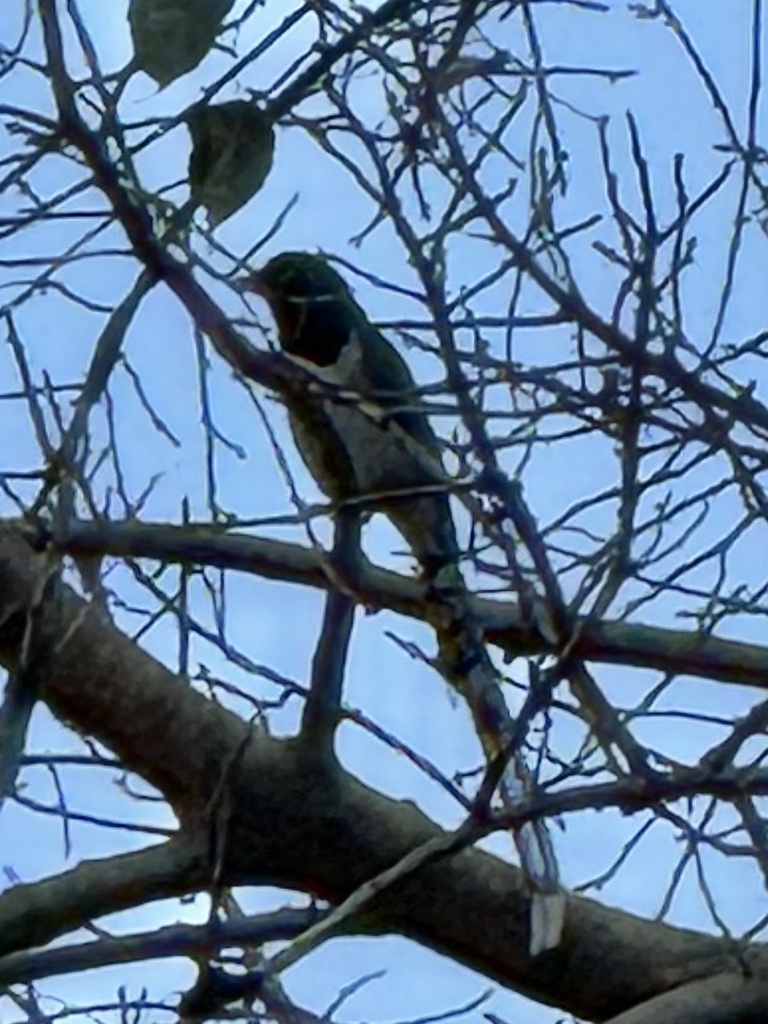 Red-billed Blue-Magpie from 香港, 石塘咀, 香港, HK on February 27, 2025 at 04: ...