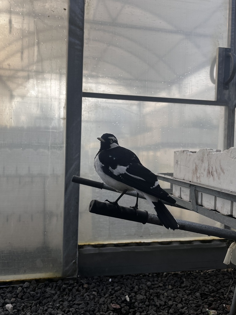 Magpie-lark from Melbourne VIC, Australia on May 12, 2023 at 03:03 PM ...