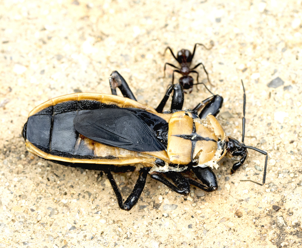 Millipede Assassin from Silver Lakes Golf Estate, 0054, Suid-Afrika on ...