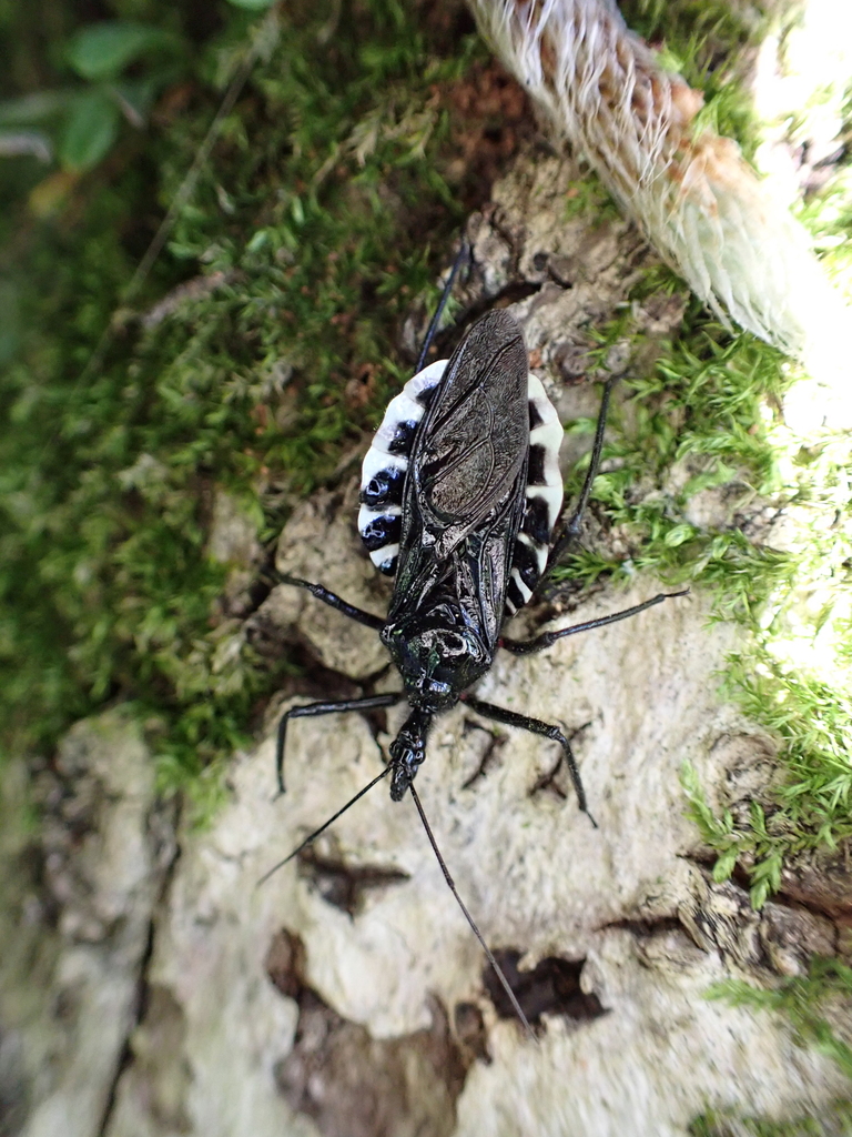 Japanese Assassin Bug from 日本、〒242-0029 神奈川県大和市上草柳 on May 10, 2024 at ...