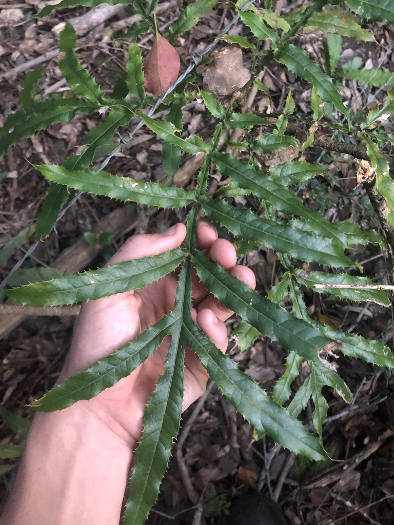 Red Bopple Nut from The Pocket, NSW, AU on February 27, 2025 at 07:05 ...