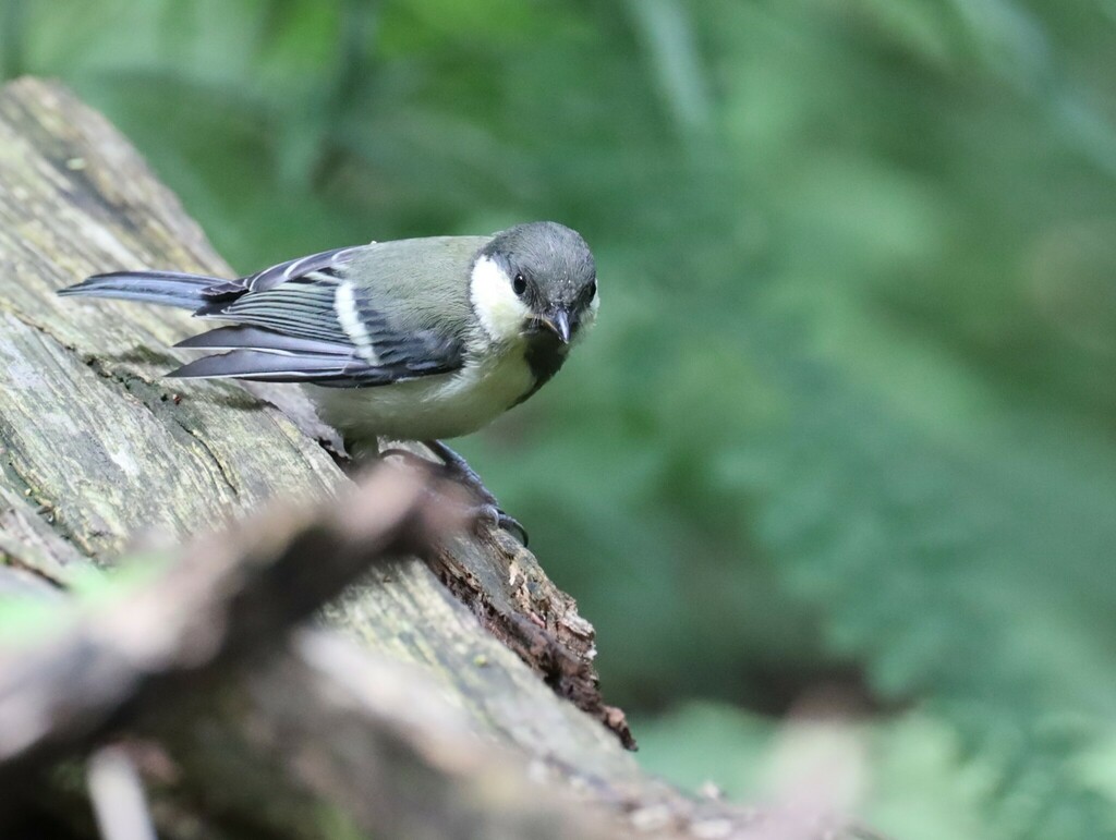 Asian Tit From Minookoen Minoh Osaka 562 0002 Japan On June 22 2024