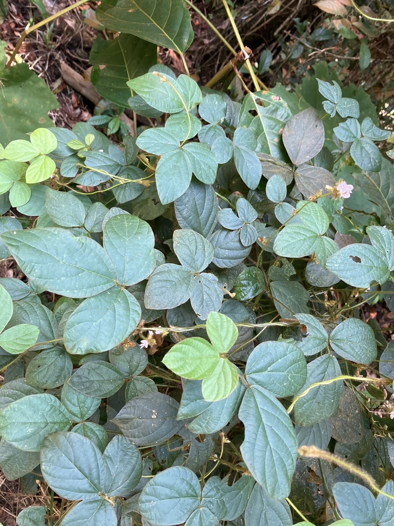 Calopo from Central Catchment, North, SG on February 27, 2025 at 11:57 ...