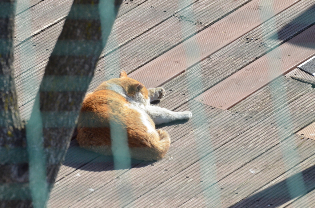 Domestic Cat from Makgye-dong, Gwacheon-si, Gyeonggi-do, South Korea on ...