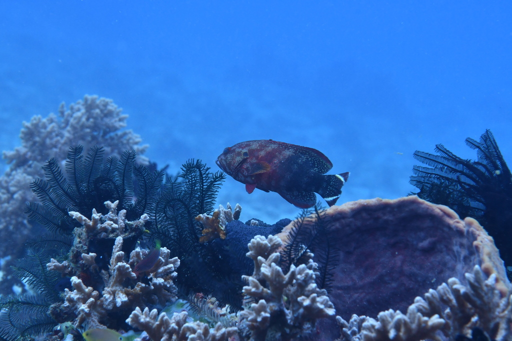 Flagtail Grouper from Minahasa Utara, Sulawesi Utara, Indonesien on ...